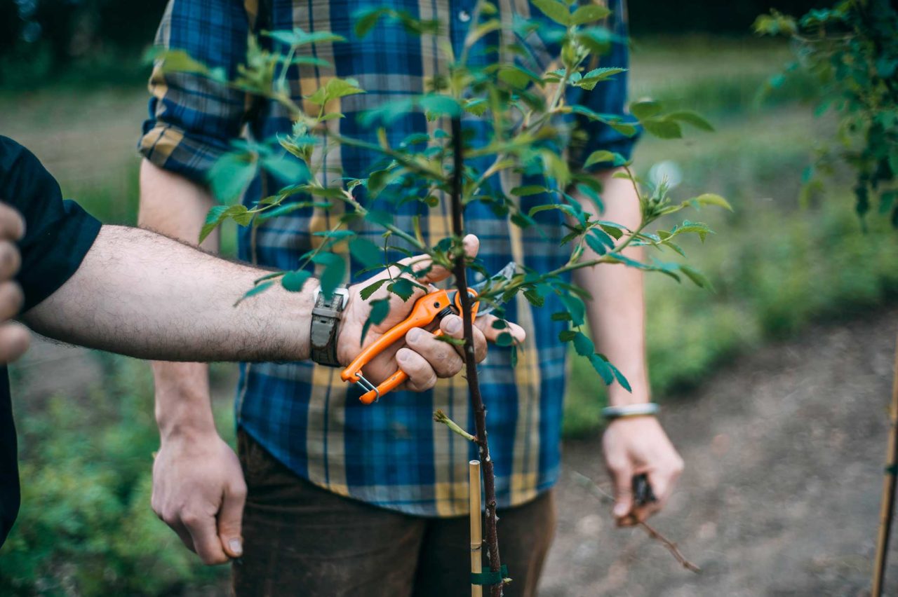 Devenir Arboriculteur