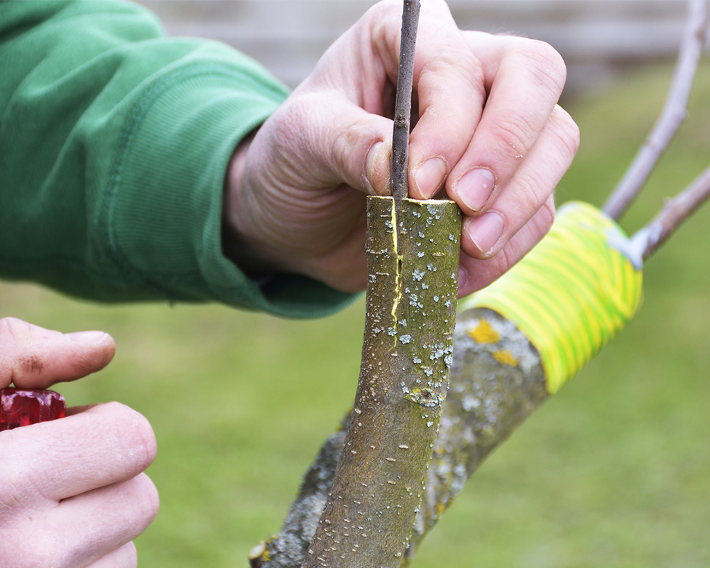 Techniques de greffage initiation | CNPH-Piverdière (49)